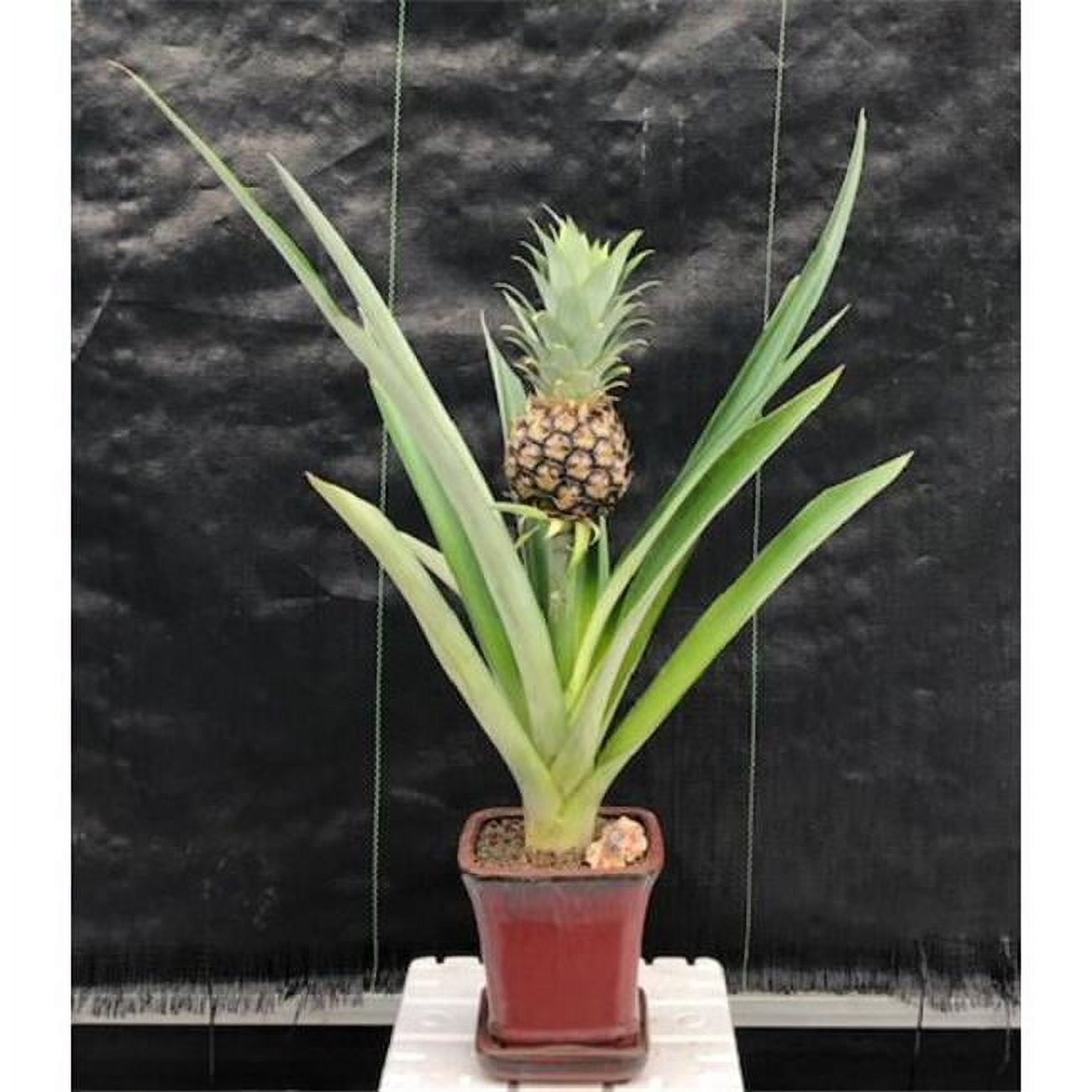 Bonsai Boy Flowering & Fruiting Pineapple Live Tree - Walmart.com