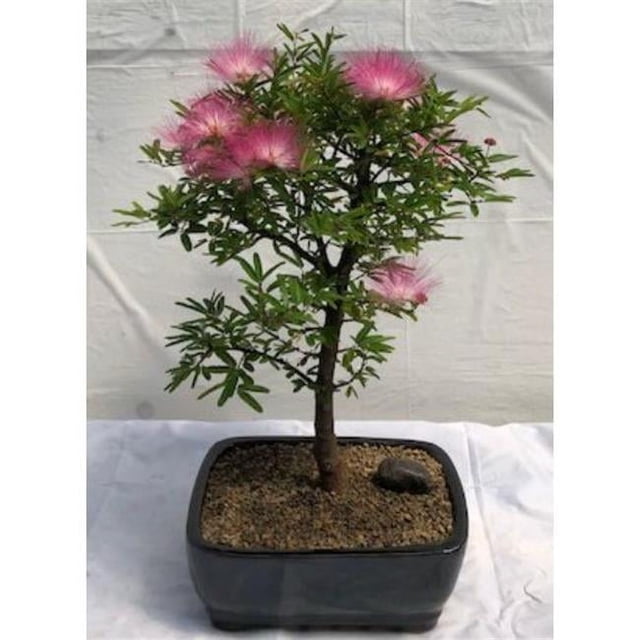 Bonsai Boy Large Live Potted Flowering Powder Puff Tree - Calliandra ...