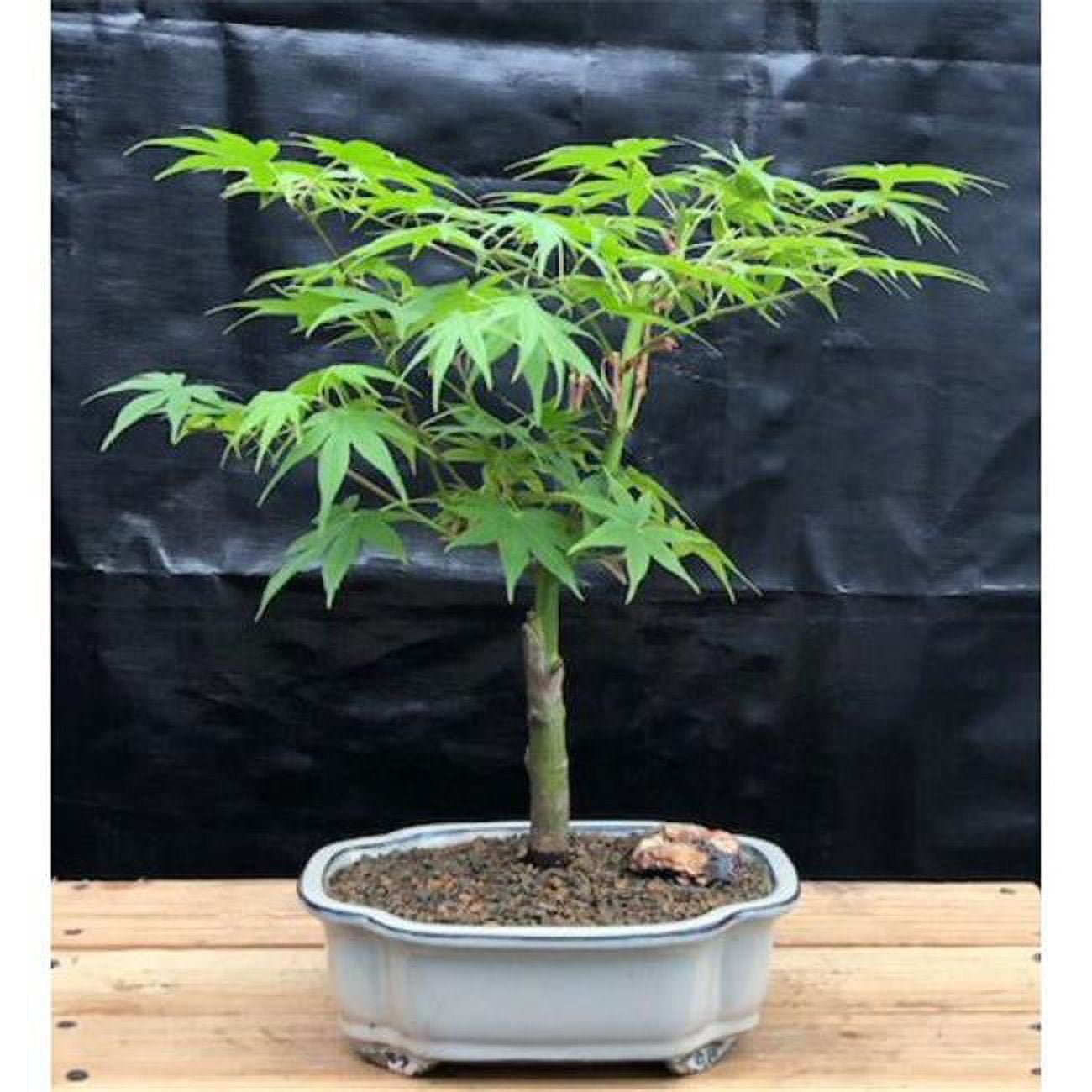 Bonsai Boy c2047 Japanese Maple Tree - Acer Palmatum Kogane Sakae ...