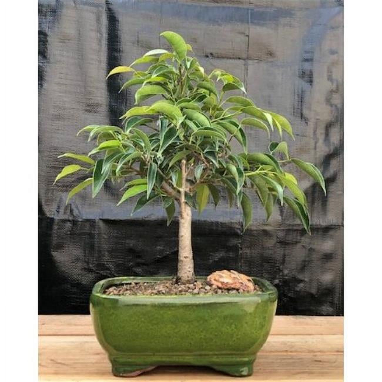 Bonsai Boy e2123 Ficus Benjamina Orientalis Ficus Tree - Medium ...