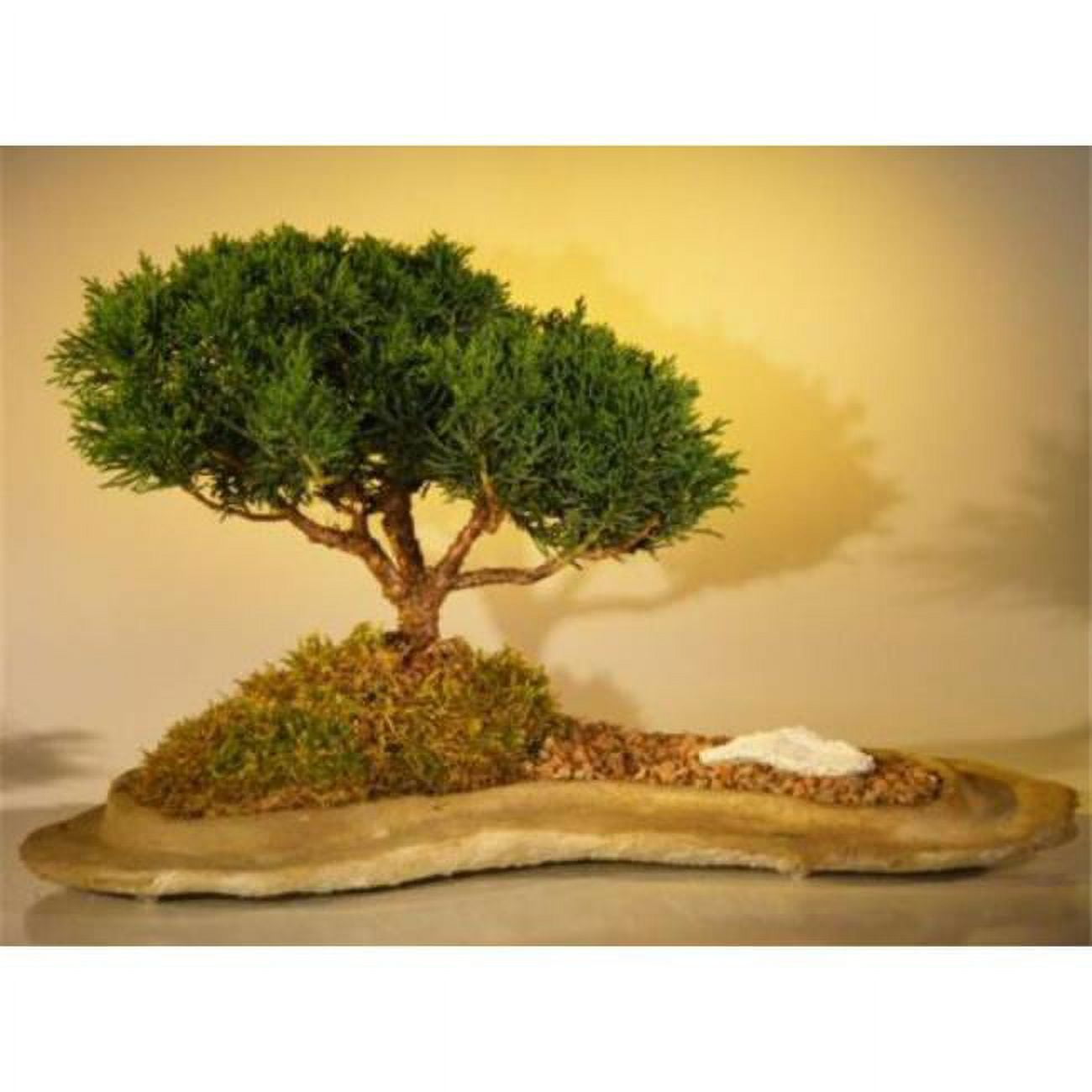Bonsai Boy e2320 Planted On A Rock Slab Shimpaku Juniperus Chinensis ...
