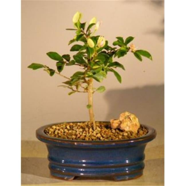 Bonsai Boy e2873 Flowering Lavender Star Flower Bonsai Tree - Grewia ...