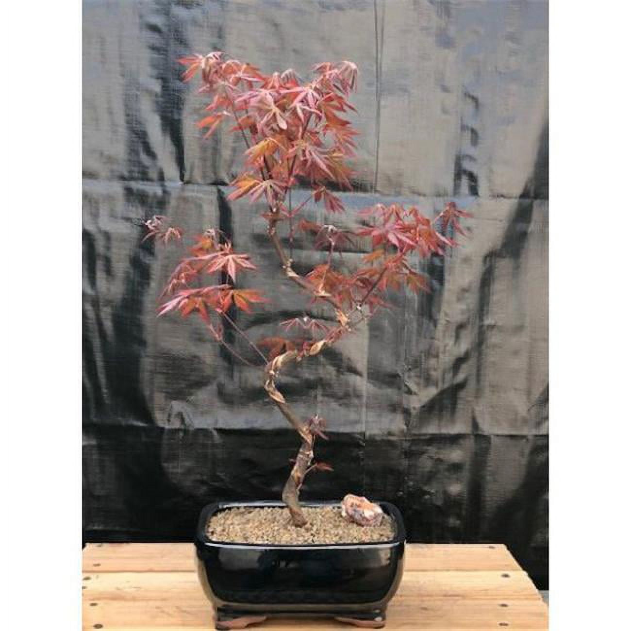 Bonsai Boy e3355 Acer Palmatum Atropurpureum Japanese Maple Curved ...