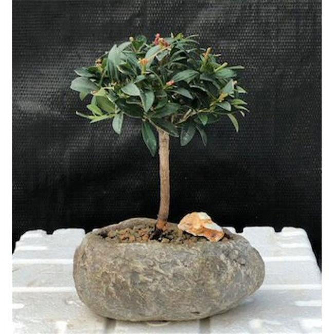 Bonsai Boy of New York b2042 Eugenia Myrtifolia Flowering Brush Cherry ...