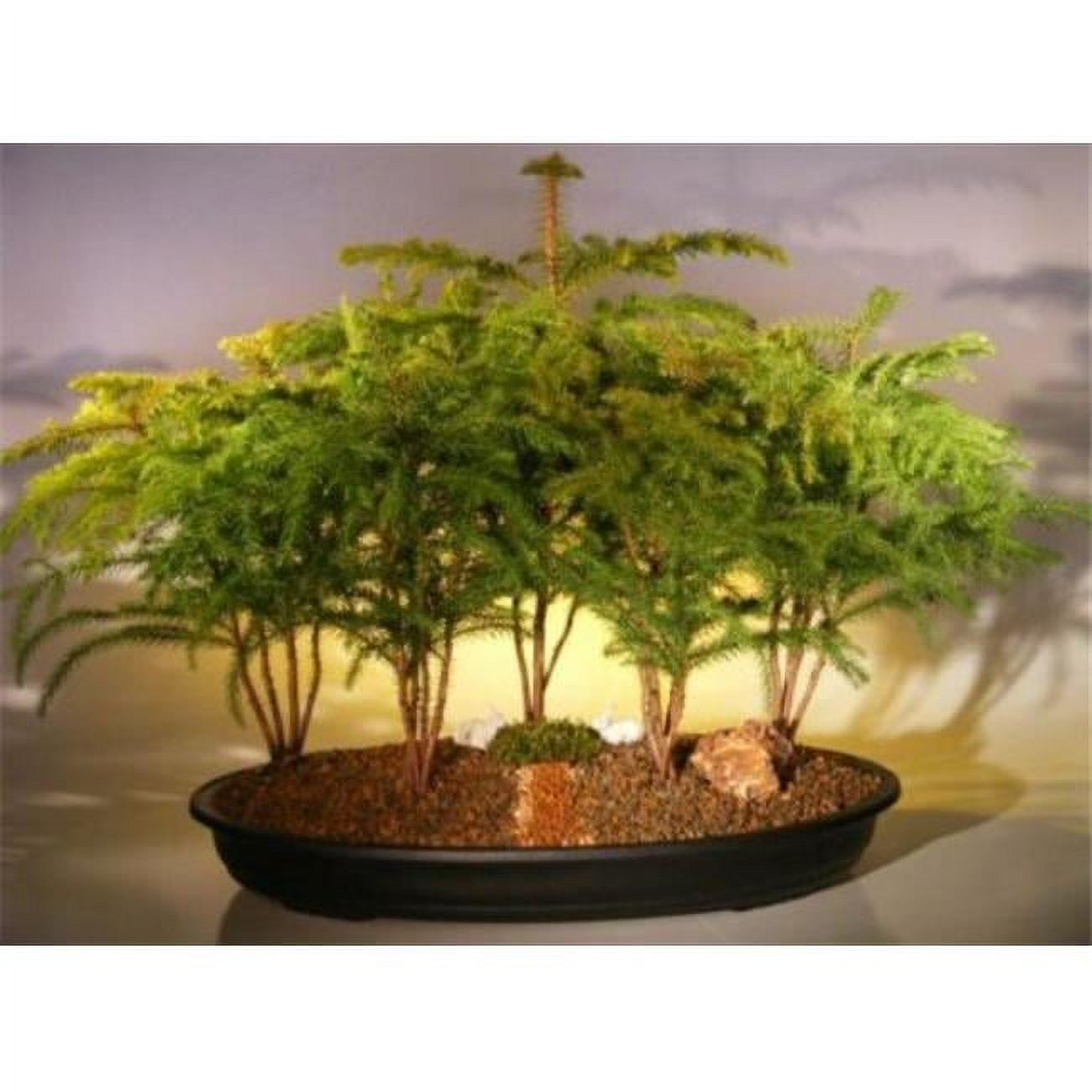 Bonsai Boy of New York e2343 20 x 18 x 12 in. Five Cluster Planting ...
