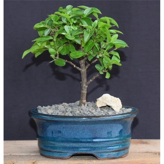 Bonsai Boy of York d1301 Barbados Cherry Bonsai Tree - Small ...
