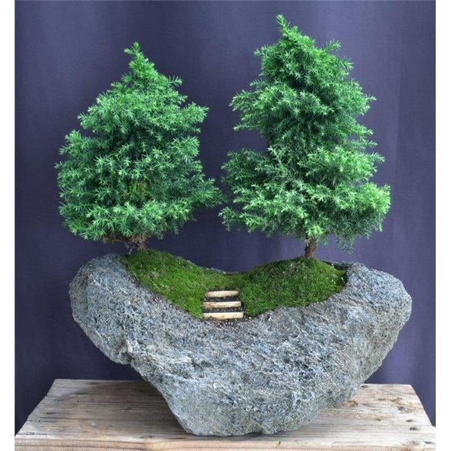 Bonsai Boy of York k9272 Cryptomeria Bonsai Tree Two Tree Forest Group in Feather Stone Base ...