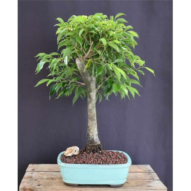 Bonsai Boy of York Ficus Philippinensis Bonsai Tree - Ficus ...