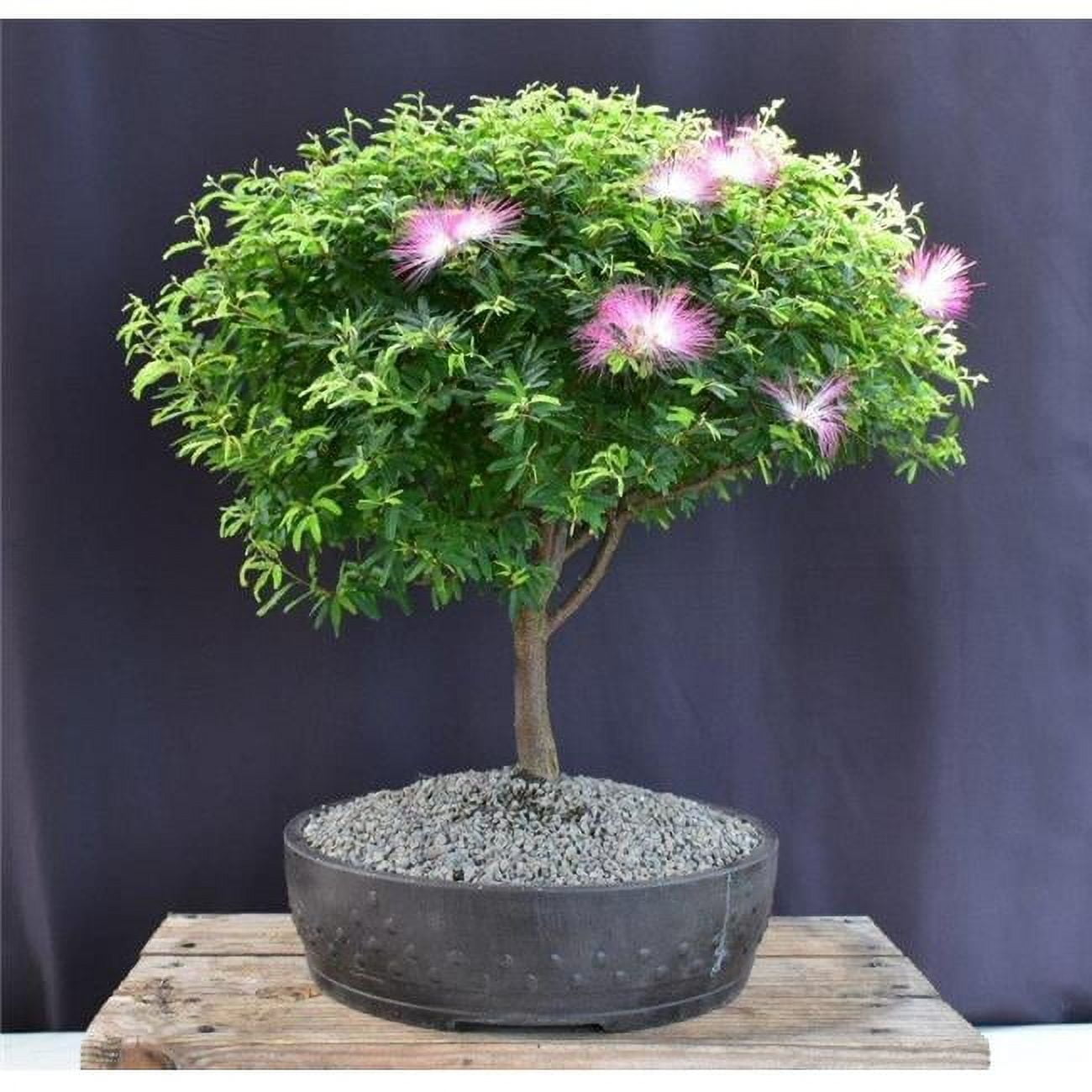 Bonsai Boy of York Flowering Dwarf Powder Puff Bonsai Tree - Calliandra ...
