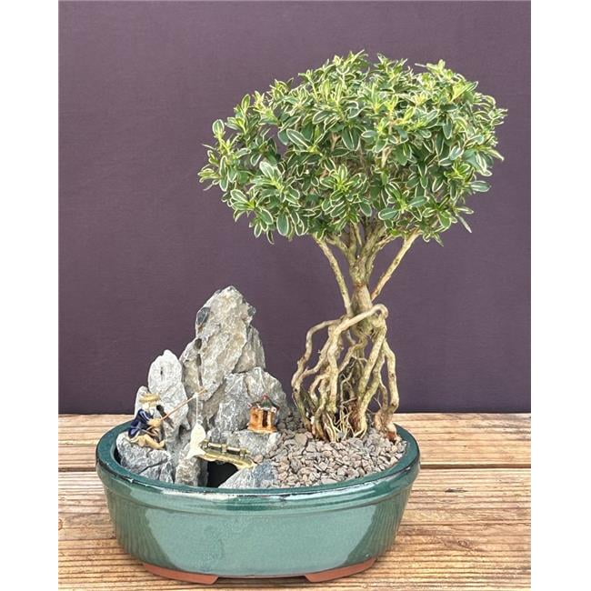 Bonsai Boy of York b2082 Flowering Mount Fuji Serissa Bonsai Tree with ...