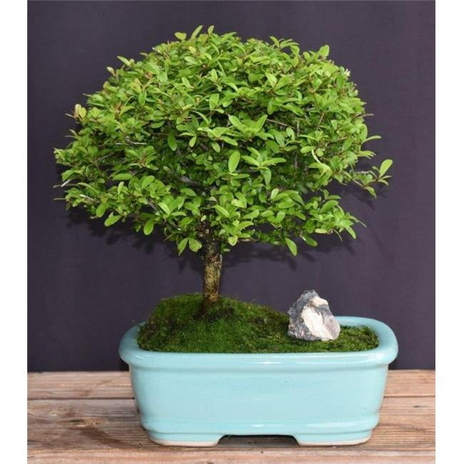 Bonsai Boy of York Flowering Tropical Boxwood Bonsai Tree - Neea ...