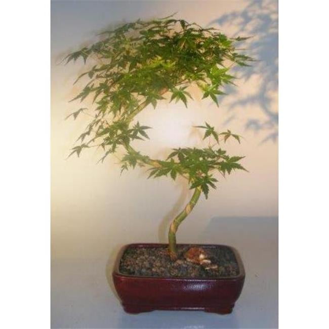 Bonsai Boy of York Japanese Green Maple Bonsai Tree Curved S Shape ...