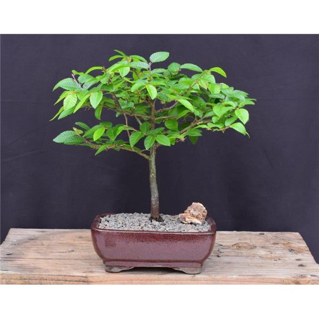 Bonsai Boy of York Korean Hornbeam Bonsai Tree - Carpinus Coreana ...