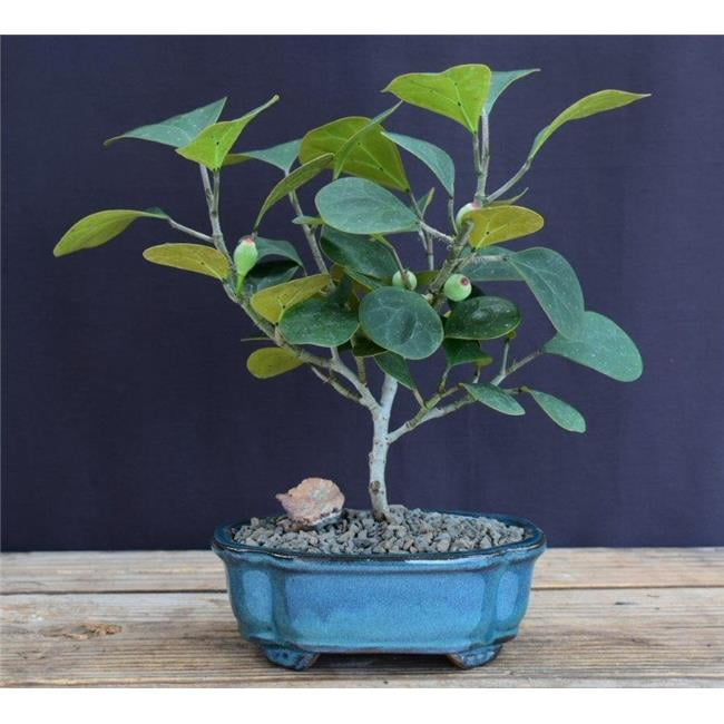 Bonsai Boy of York b2081 Mistletoe Fig Bonsai Tree - Small - Ficus ...