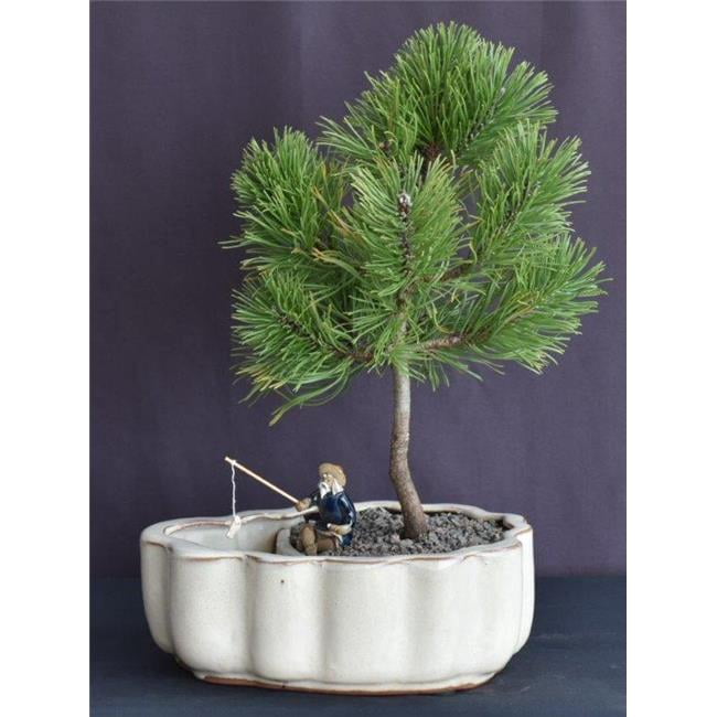 Bonsai Boy of York c2078 Pine Bonsai Tree with Land & Water Pot - Pinus ...