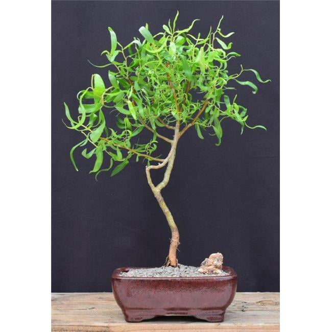 Bonsai Boy of York c2068 Scarlet Curls Corkscrew Weeping Willow Bonsai ...