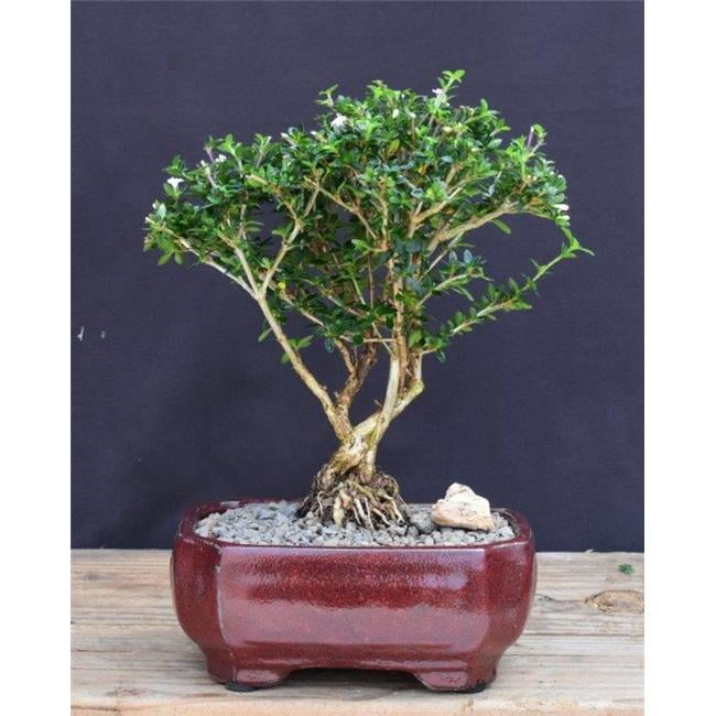 Bonsai Boy of York a1006 Snow Rose Serissa Bonsai Tree - Medium ...