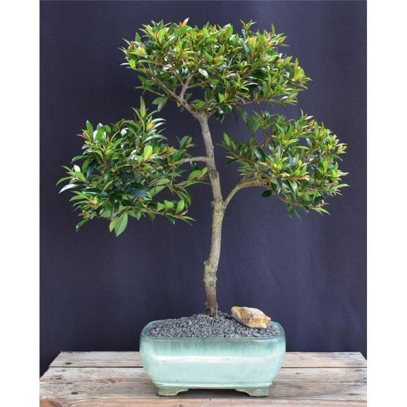 Bonsai Boy of York Trained Flowering Brush Cherry Bonsai Tree - Eugenia ...