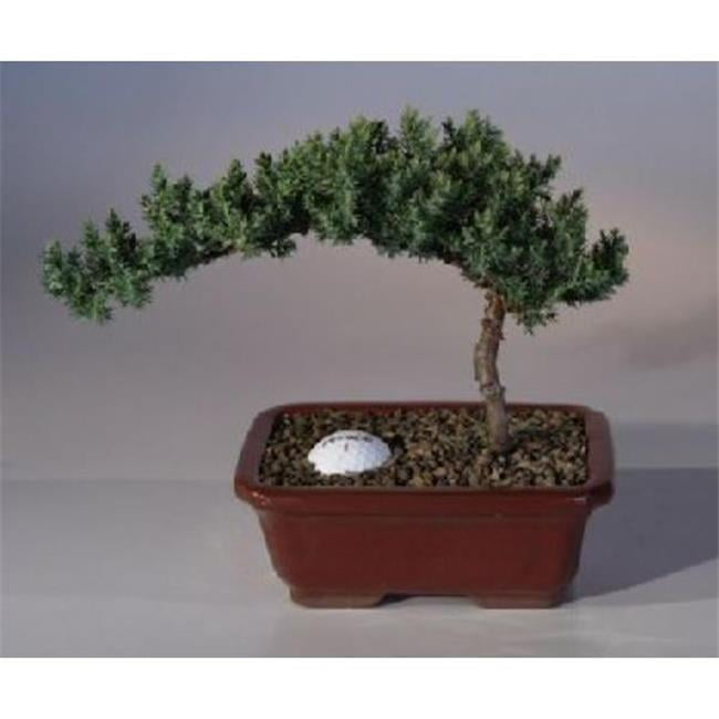 Bonsai Boy of York a1021 Juniper with Fairway Golf Ball Tree - Juniper ...