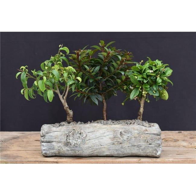Bonsai Boy of York b2066 Dish Garden Three Tree Forest Group In Faux ...