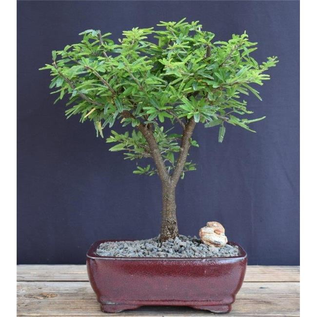 Bonsai Boy of York b2077 Flowering Powder Puff Bonsai Tree - Medium ...