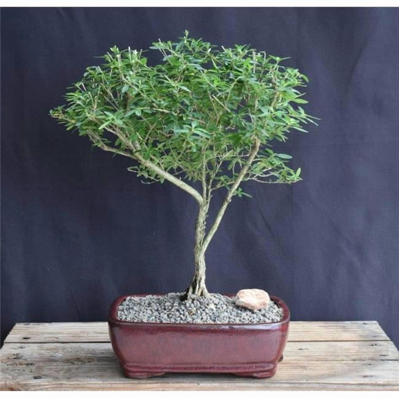 Bonsai Boy of York d1362 Chinese Flowering White Serissa - Large Bonsai ...