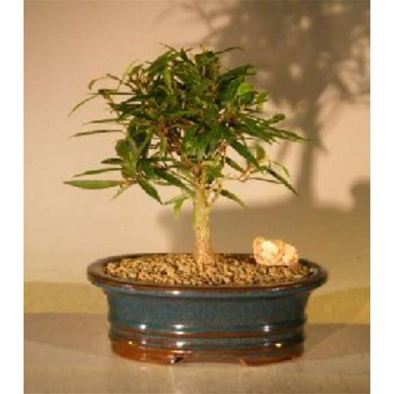 Bonsai Boy of York e3061 Willow Leaf Ficus Bonsai Tree - Small - Ficus ...