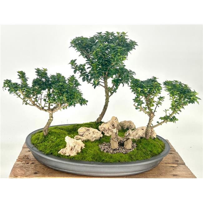 Bonsai Boy of York k9439 10 x 20 x 15 in. Ilex Crenata Dwarf Pagoda ...