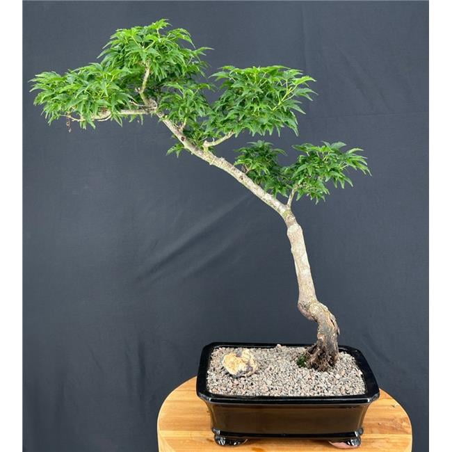 Bonsai Boy of York k9465 7 x 21 x 24 in. Acer Palmatum Shishigashira ...
