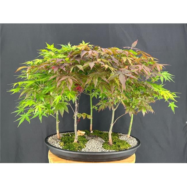 Bonsai Boy of York k9466 18 x 24 x 19 in. Acer Palmatum Japanese Maple ...