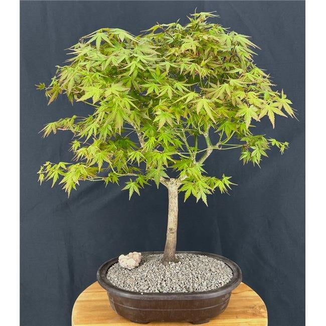 Bonsai Boy of York k9473 17 x 17 x 22 in. Acer Palmatum Trained ...
