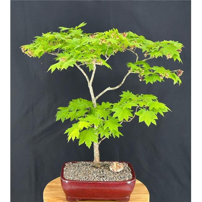 Bonsai Boy of York k9474 16 x 21 x 23 in. Acer Pseudosieboldianum ...