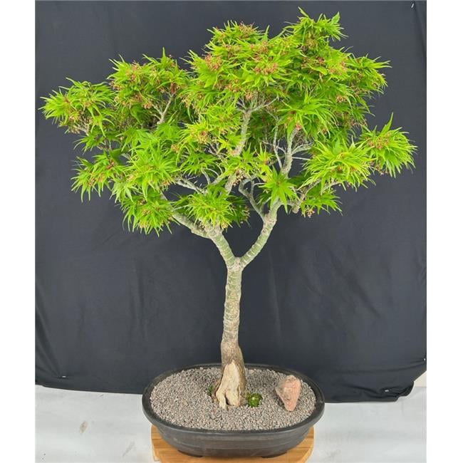 Bonsai Boy of York k9478 23 x 33 x 37 in. Acer Palmatum Mikawa ...