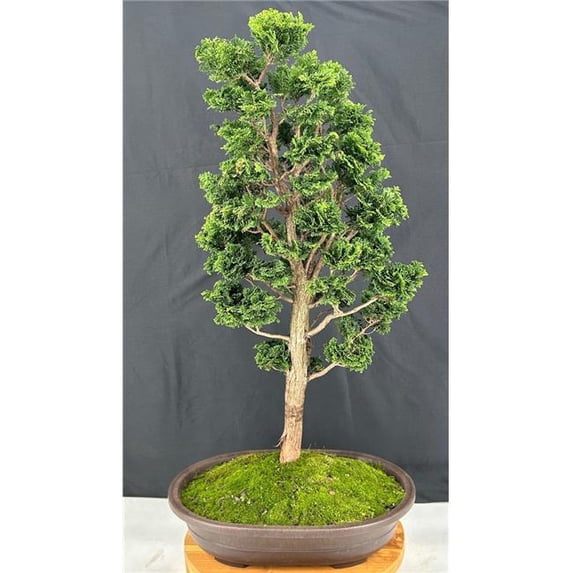 Bonsai Boy of York k9488 13 x 14 x 35 in. Chamecyparis Obtusa Trained ...