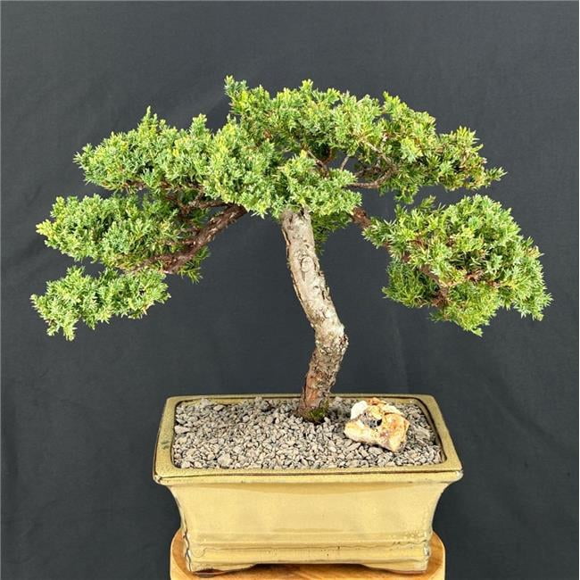 Bonsai Boy of York k9491 10 x 12 x 13 in. Juniper Procumbens Bonsai ...