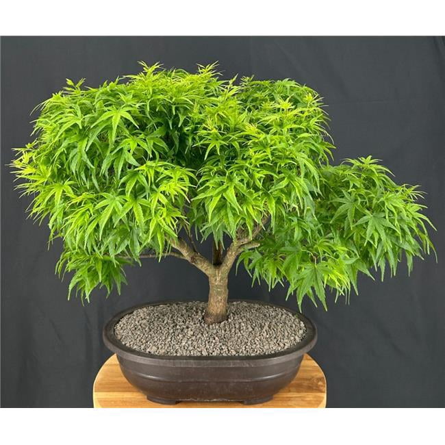 Bonsai Boy of York k9512 21 x 22 x 20 in. Acer Palmatum Sharps Pygmy ...