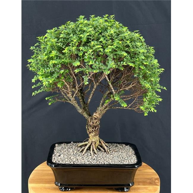 Bonsai Boy of York k9522 14 x 14 x 19 in. Ulmus Parvifolia Seiju ...