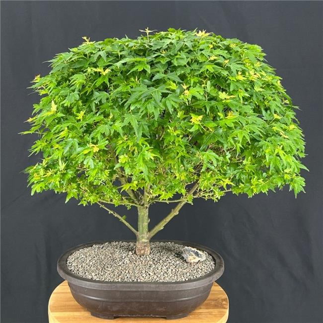 Bonsai Boy of York k9528 21 x 23 x 23 in. Acer Palmatum Koto Maru Japanese Maple - Walmart.com