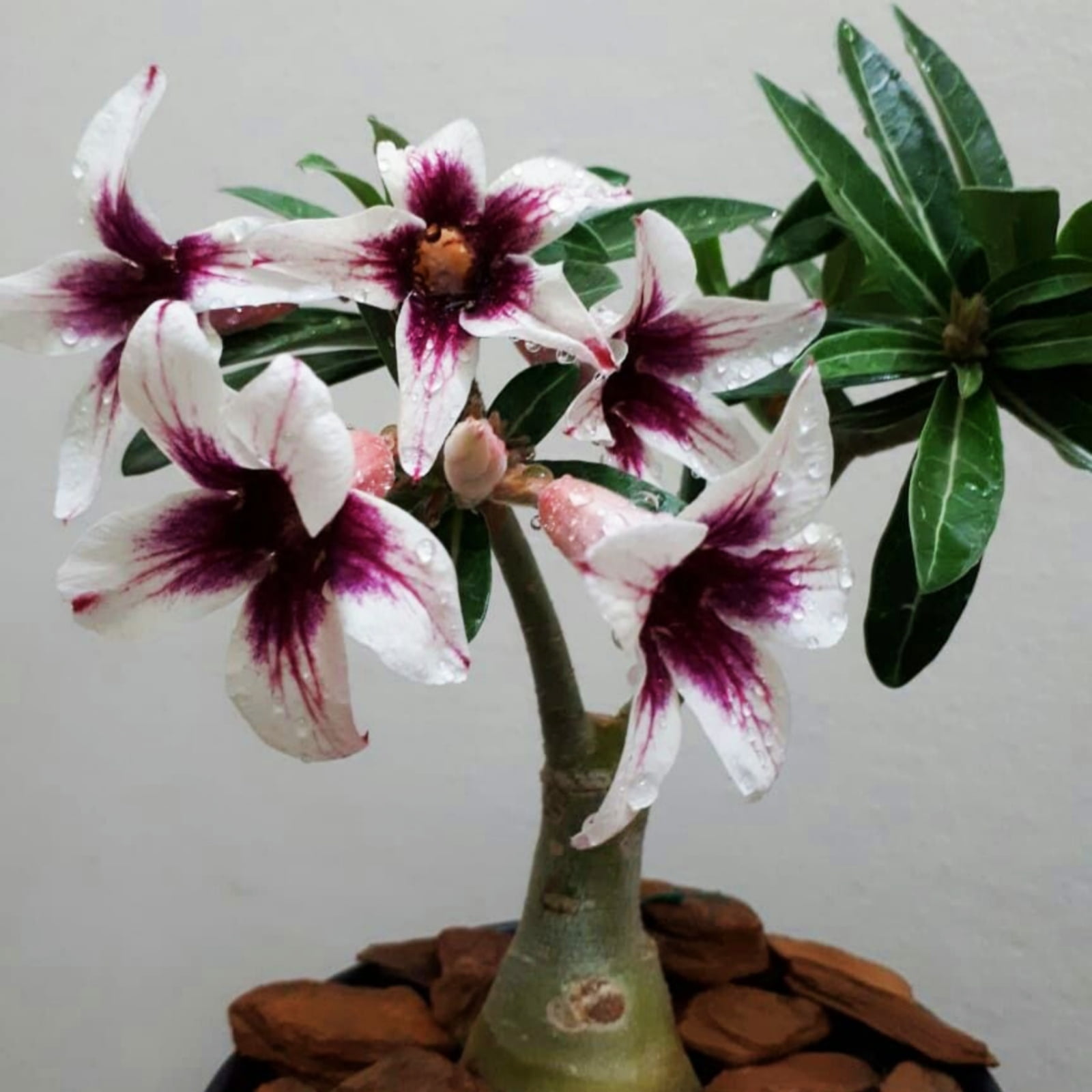 Bonsai-Desert Rose-Bulbs For Planting - Premium Garden Stakes Perfect ...
