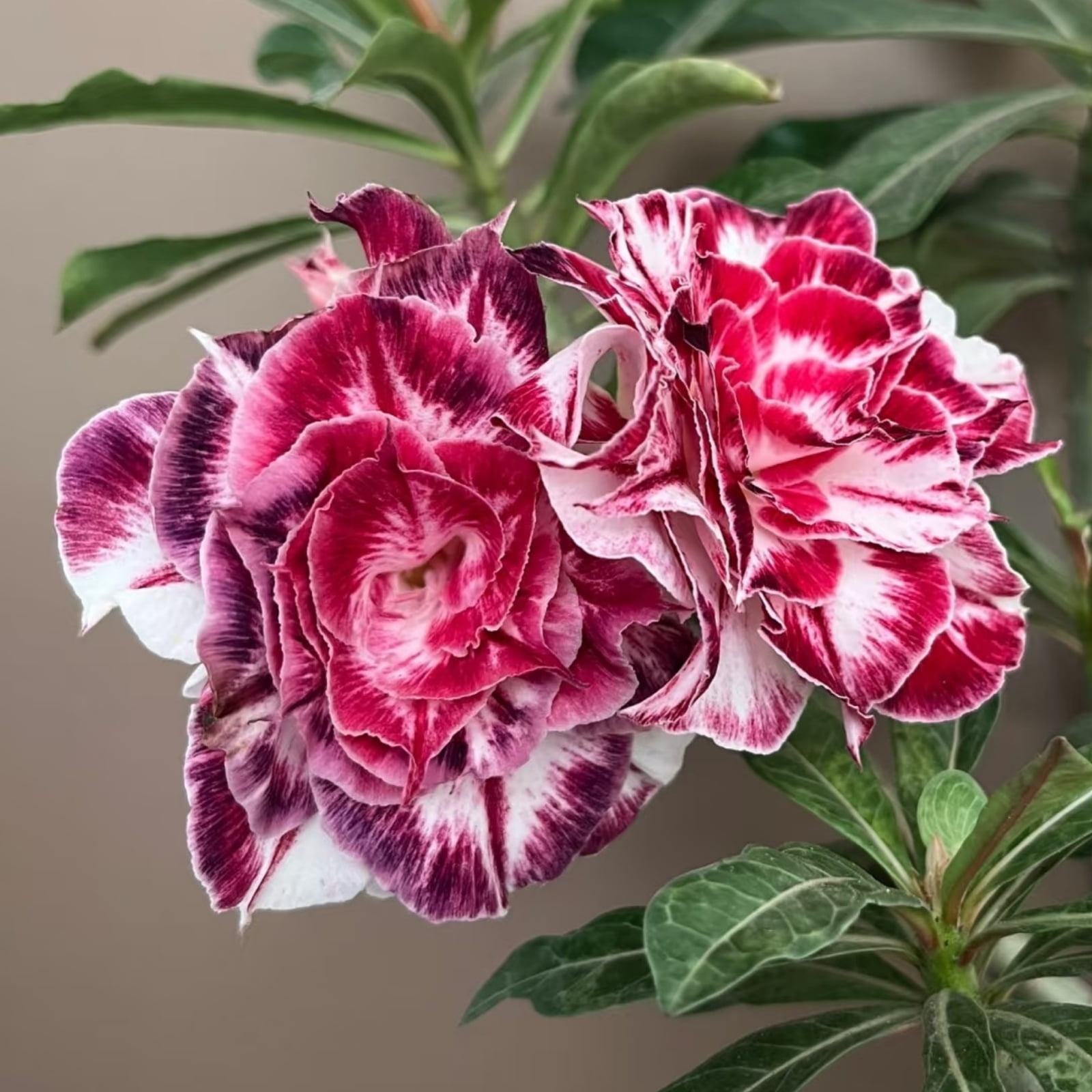 Bonsai-Desert Rose-Bulbs For Planting - Premium Garden Stakes Perfect ...