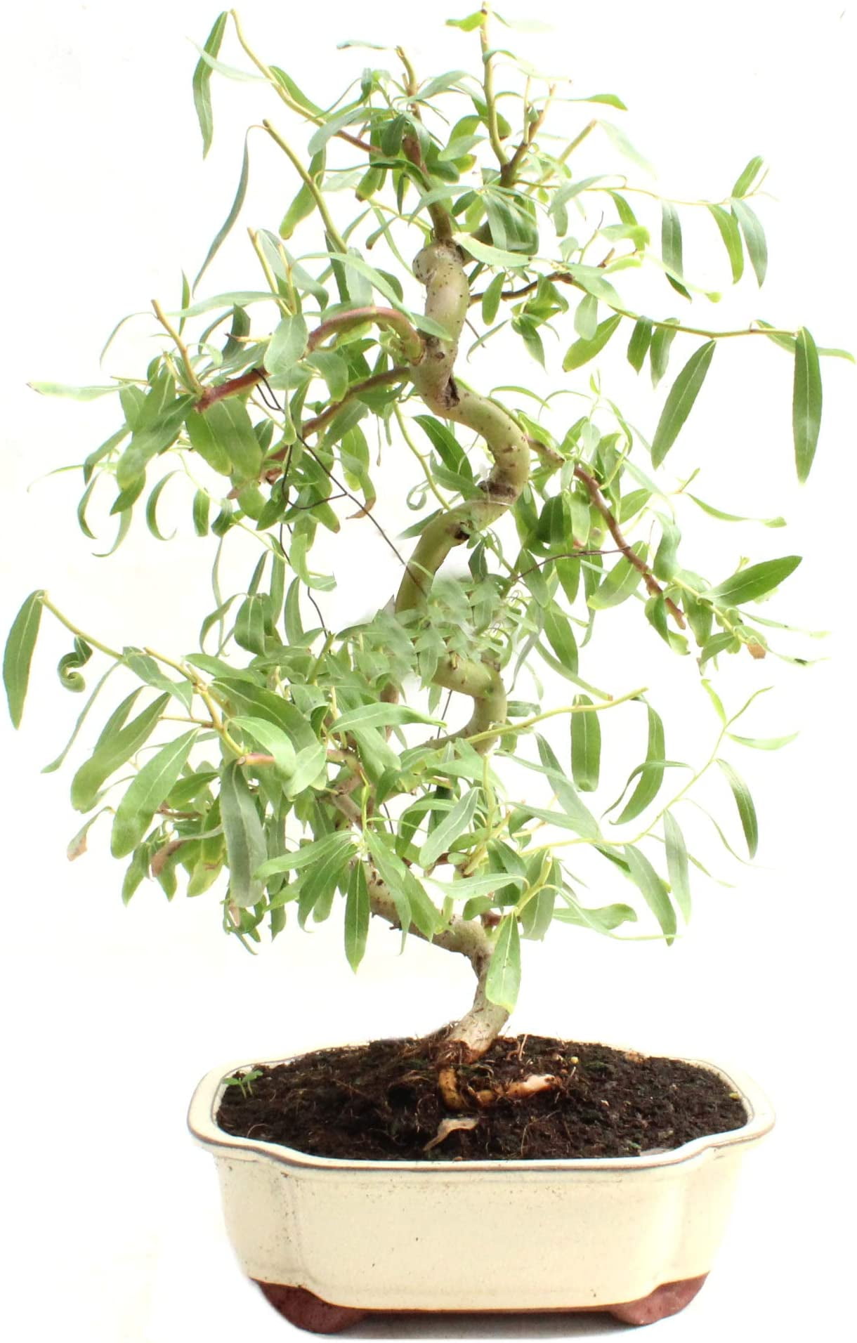 CZ Grain Bonsai Tree, Dwarf Japanese Curly Willow Cutting, Exotic Mini ...