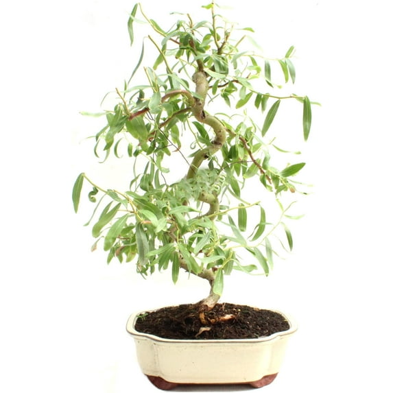 CZ Grain Bonsai Tree, Dwarf Japanese Curly Willow Cutting, Exotic Mini ...