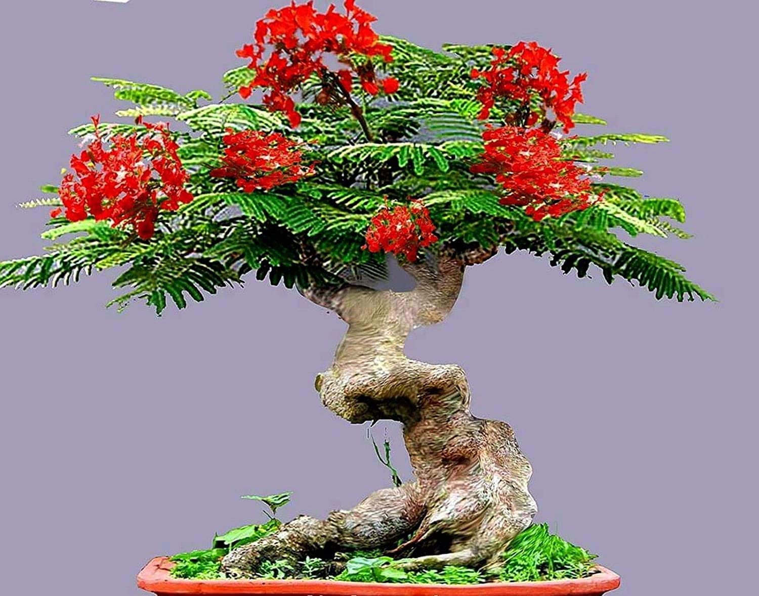 Bonsai Flamboyant Flame Tree Seeds to Grow | 20 Seeds | Delonix regia, Prized Flowering Tropical ...