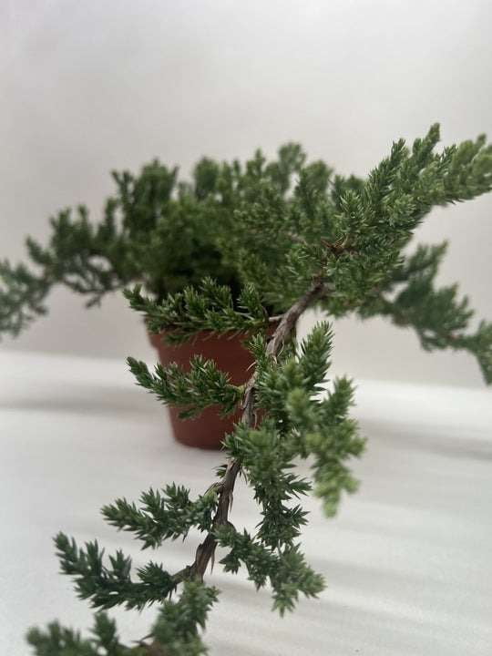 Bonsai Juniper Live Plant for Indoor | Different Houseplants in 4'' & 6 ...