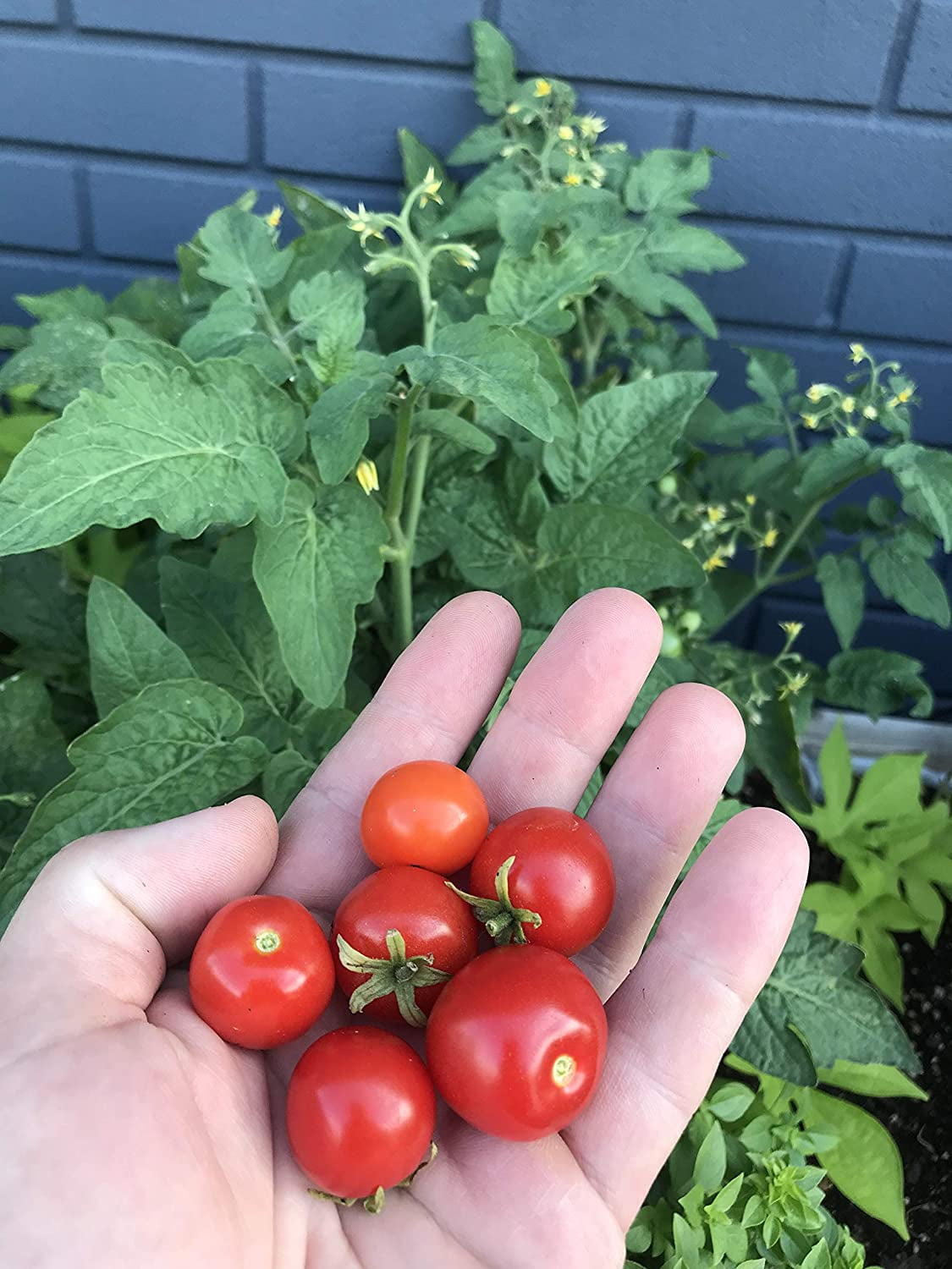 Bonsai Red Micro Dwarf Japanese Tomato Premium Seeds Packet - Walmart.com