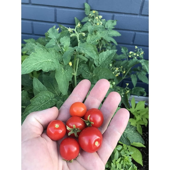 Dwarf Tomato