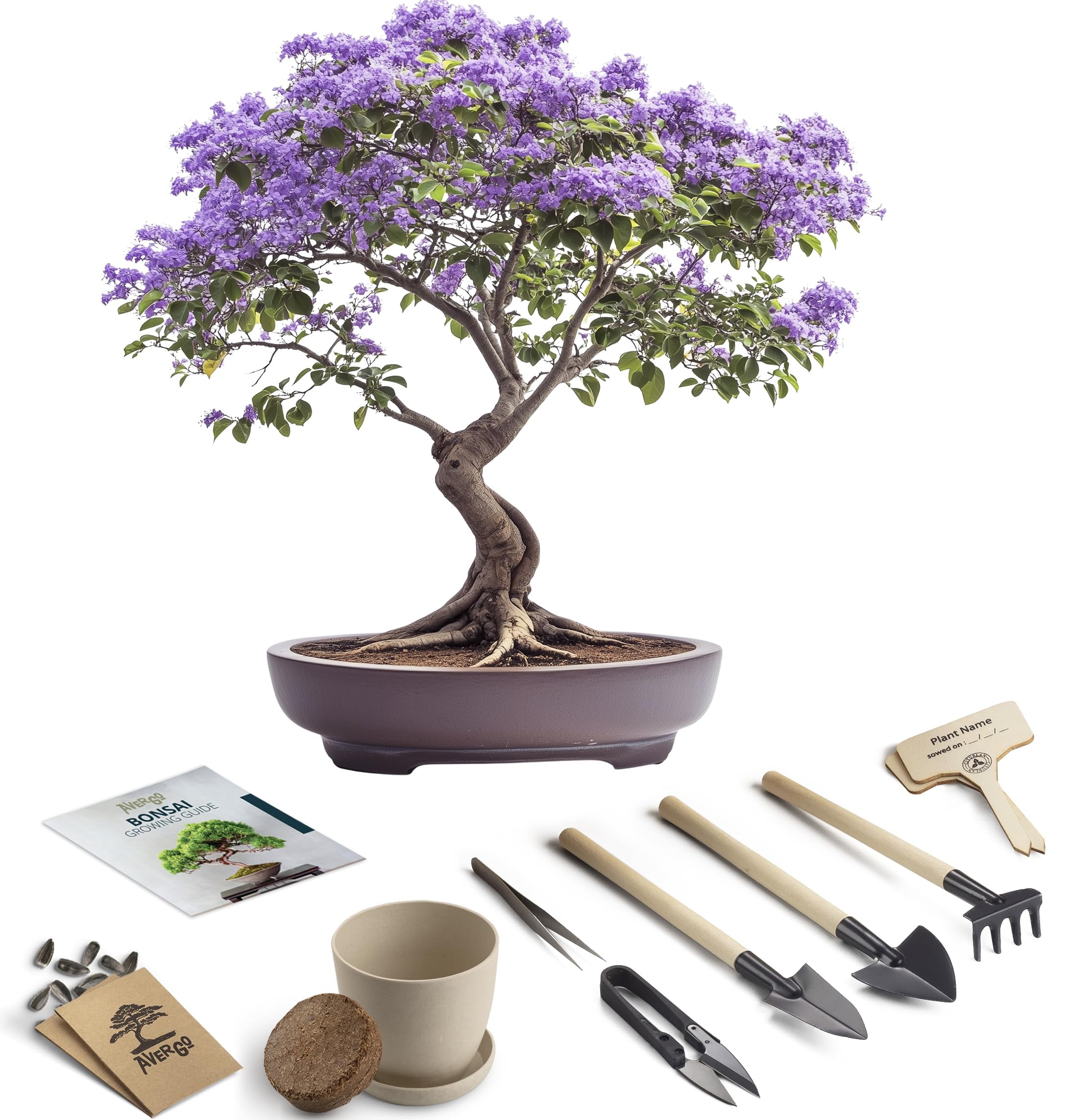 Bonsai Starter KitUMRT - Growing Jacaranda Bonzai Tree from Seeds ...