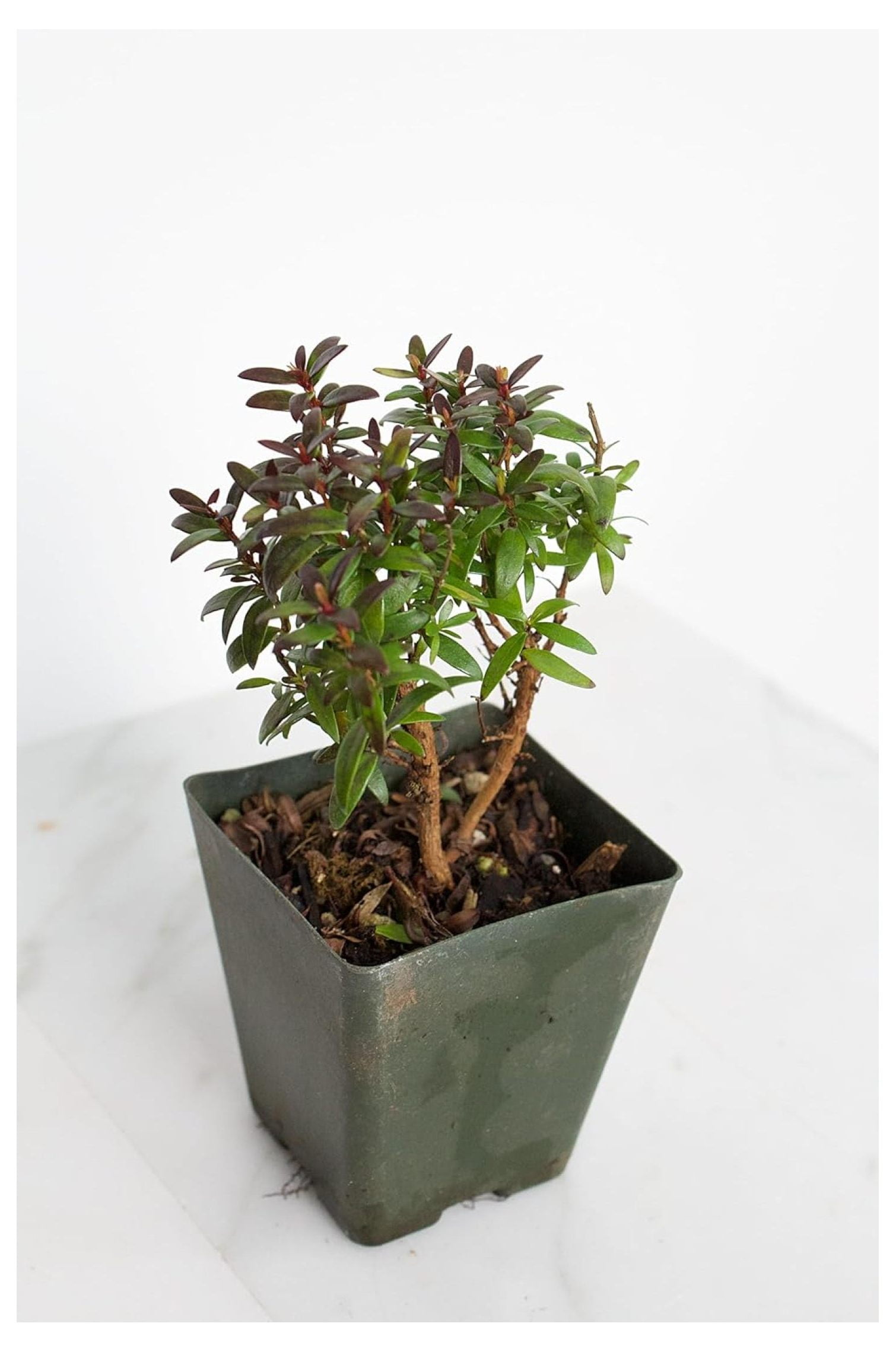 Bonsai Starter Plant Dwarf Myrtle Compacta Plant Gift Mini Tree Starter ...