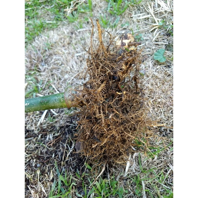 Bonsai Style-Clumping bamboo*Bambusa Ventricosa*Non Invasive*Priva ...