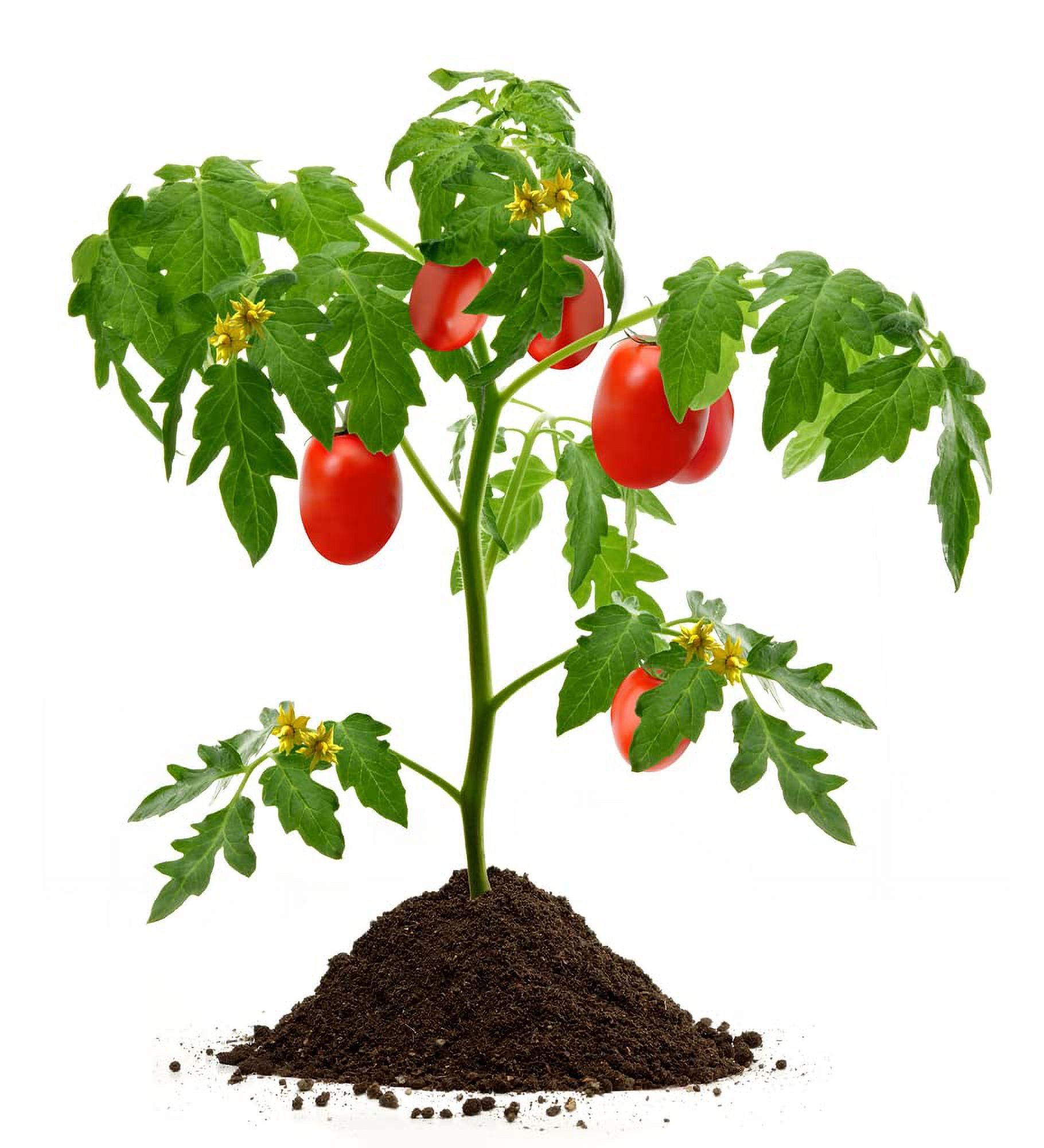 Bonsai Tomato Seeds for Planting | 100+ Seeds | Grow Your Own Food ...